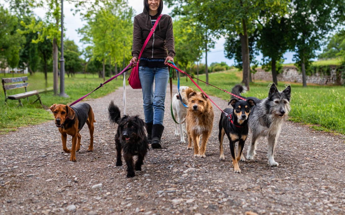 CONTACT – The Angels Pet Store