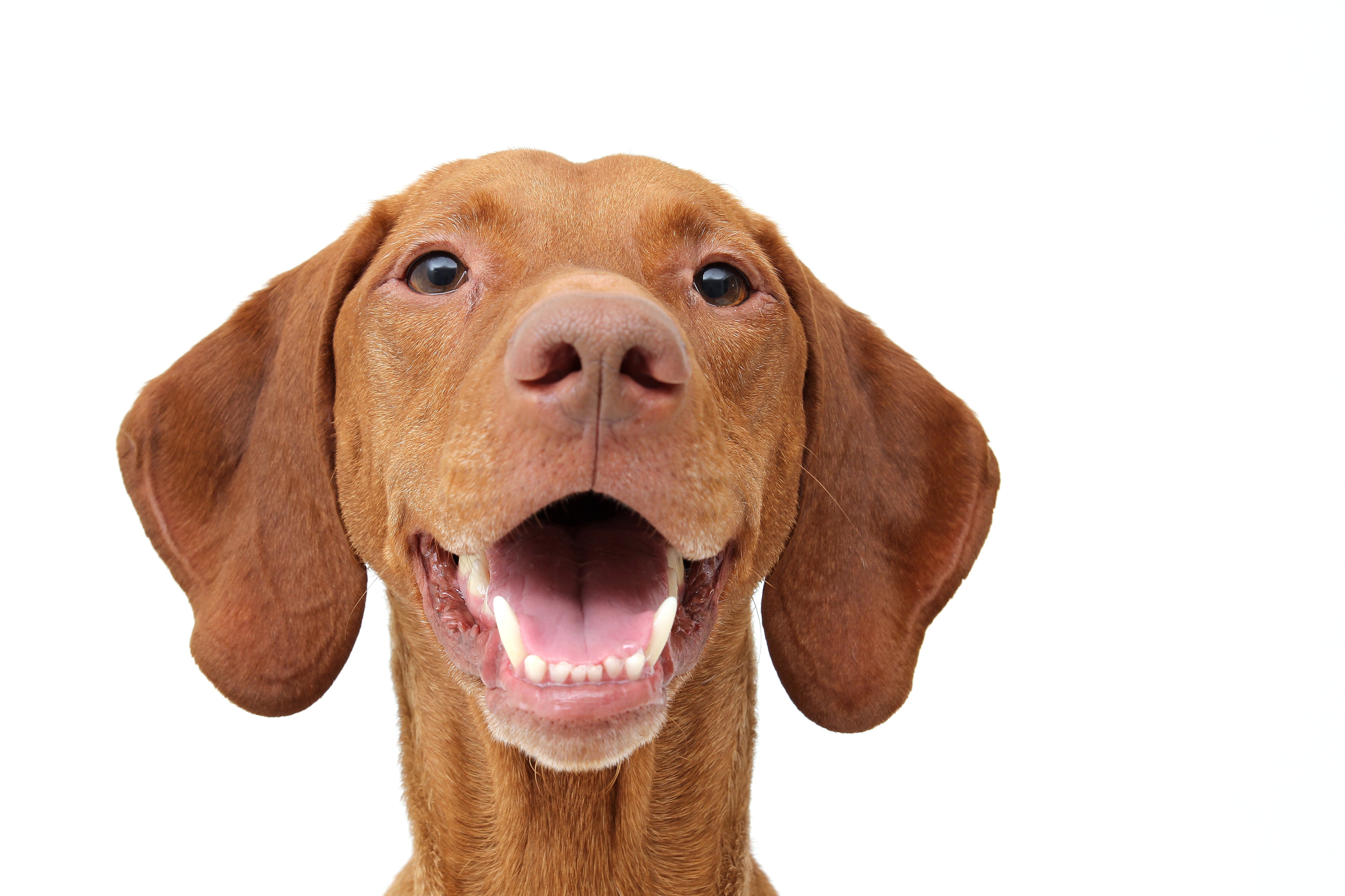 Adolescent Dog Classes – The Angels Pet Store